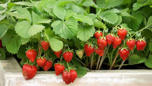 Исцеляющие листья клубники | LADY ADVANCE