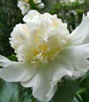 Изюминка весны – благоухающие цветы пионы. Фото | LADY ADVANCE