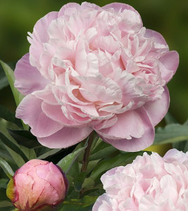 Изюминка весны – благоухающие цветы пионы. Фото | LADY ADVANCE